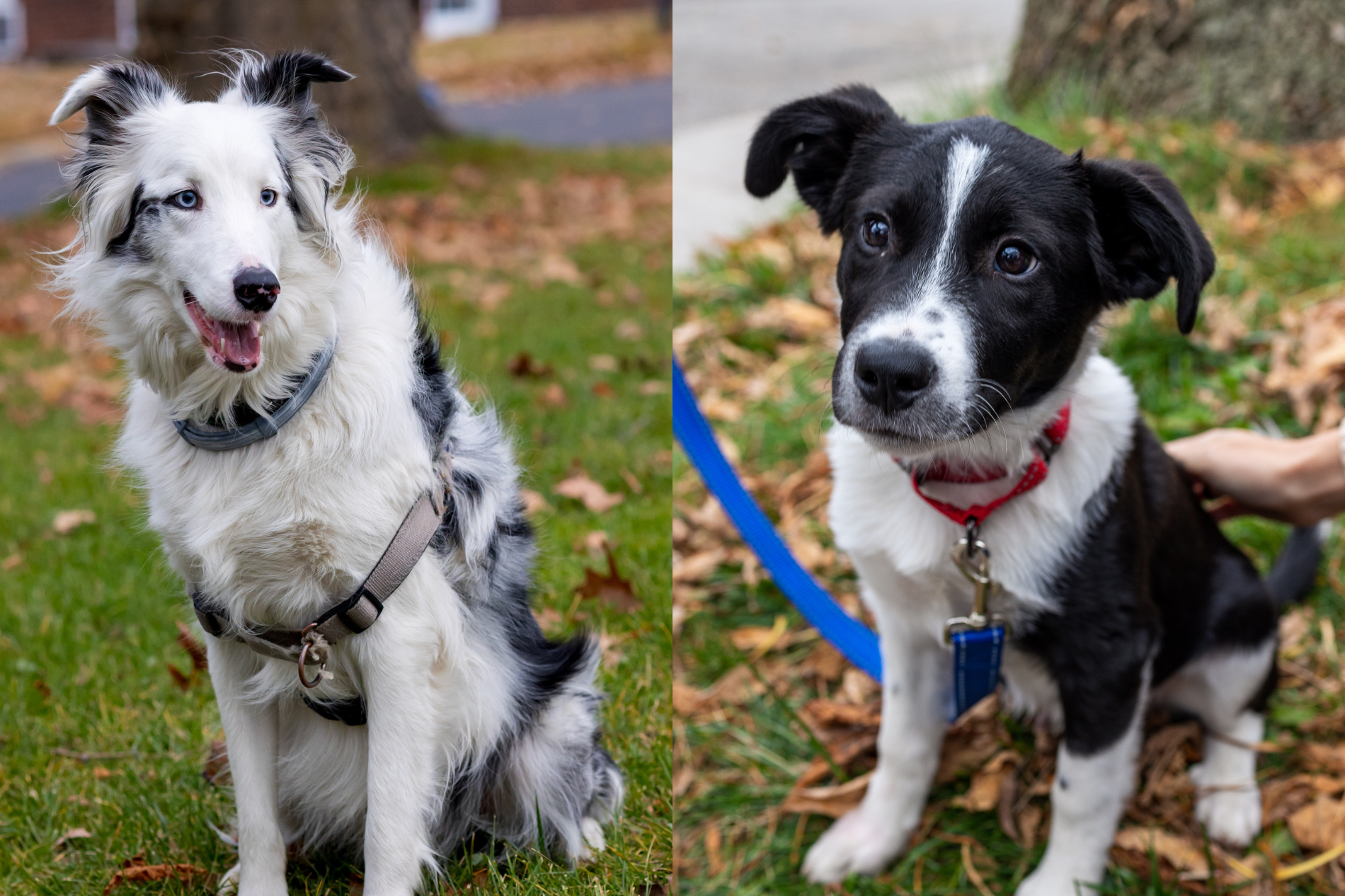 Meet the New Working Dogs of Governors Island | Governors Island (en-US)