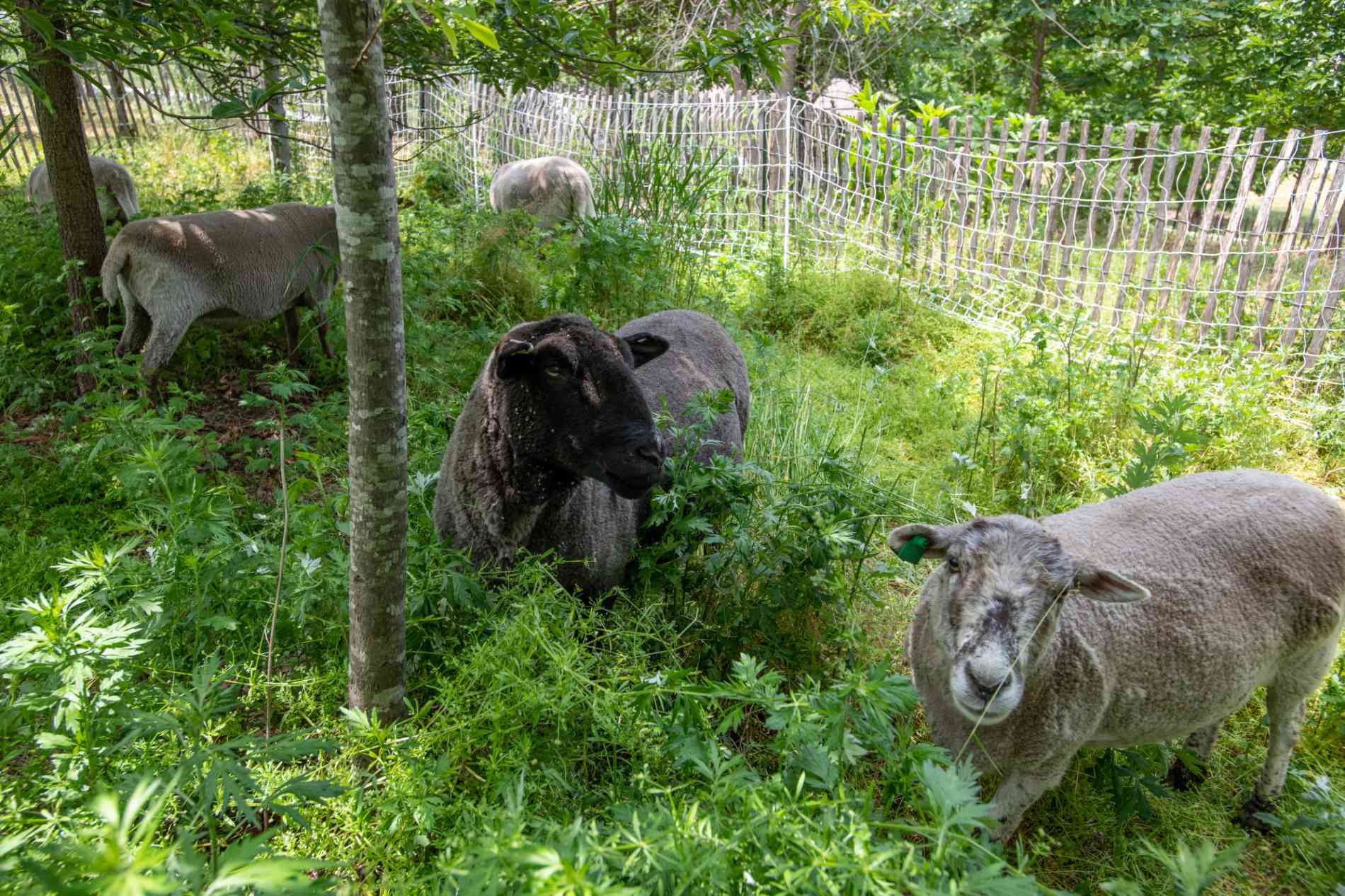 Trust for Governors Island Welcomes the Return of its Iconic Sheep ...