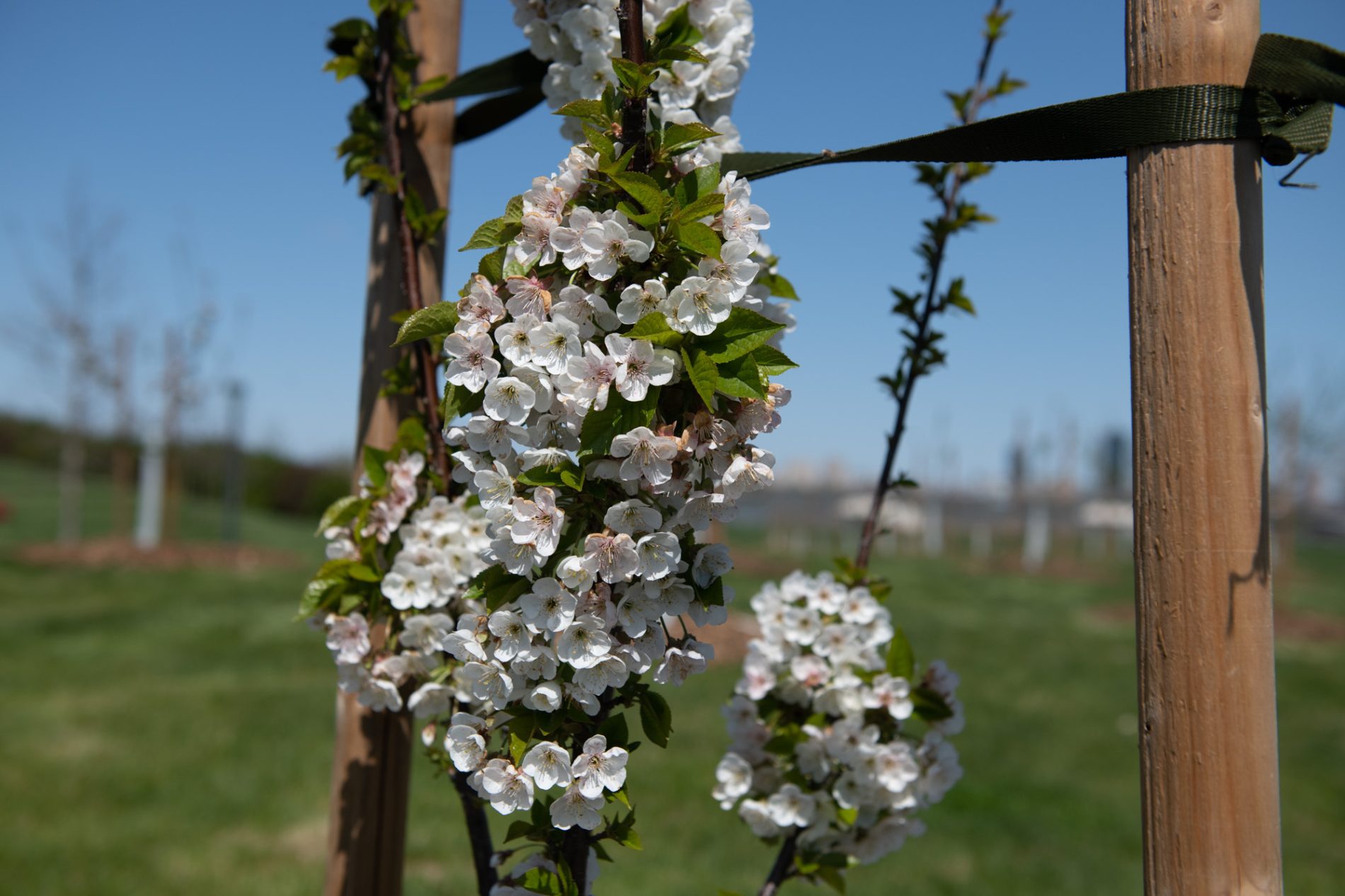The Open Orchard | Governors Island (en-US)