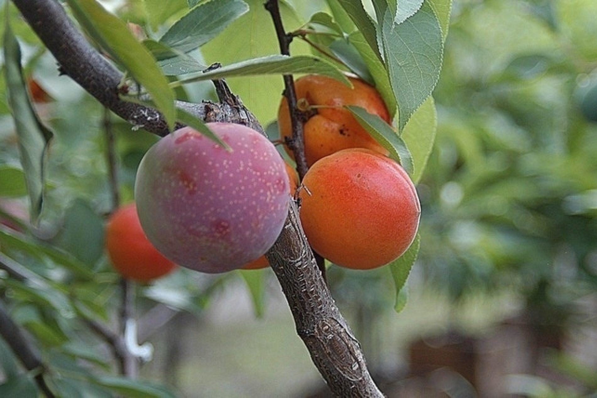 The Open Orchard | Governors Island