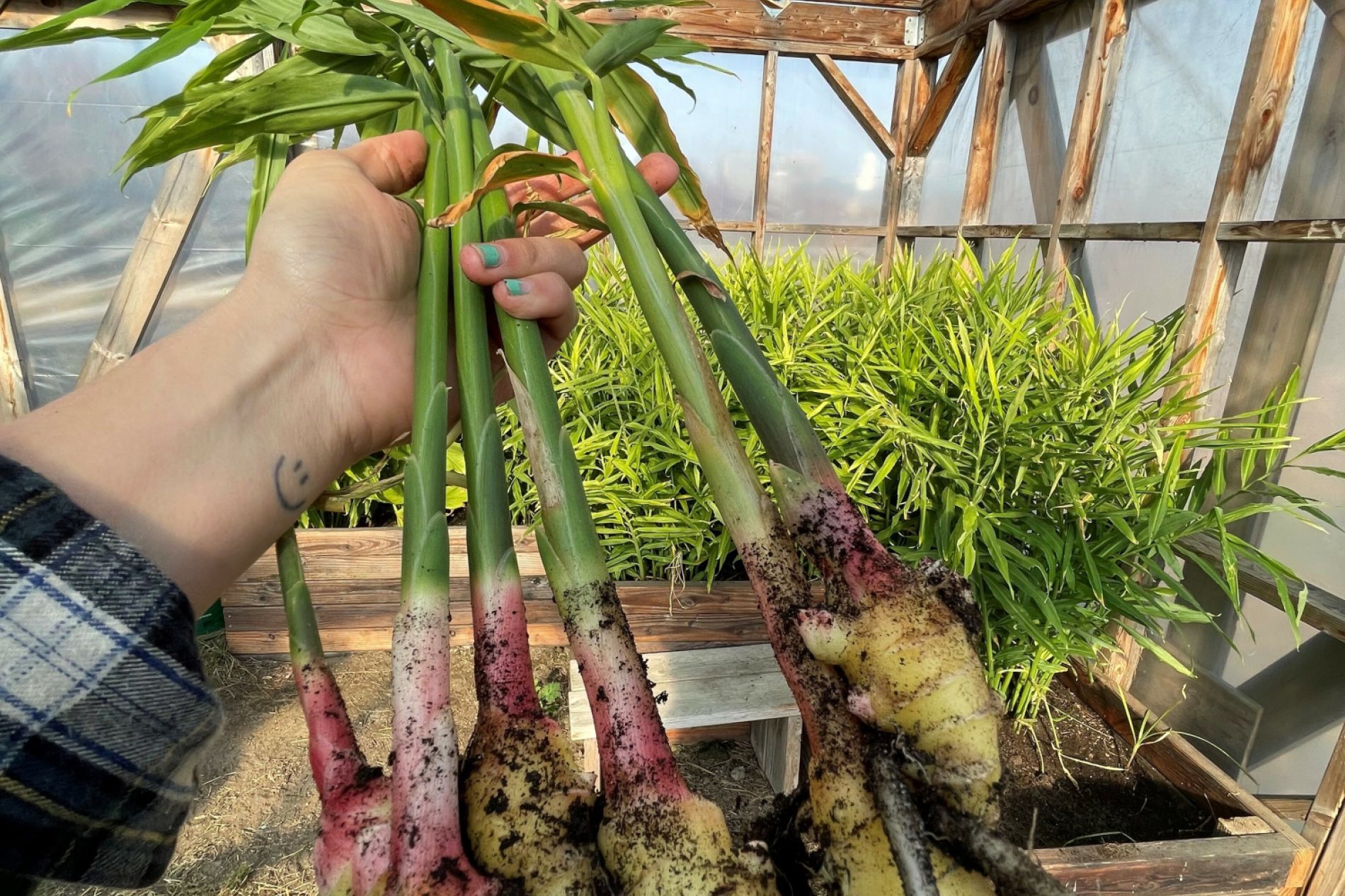 The Power of Turmeric and Ginger | Governors Island (en-US)