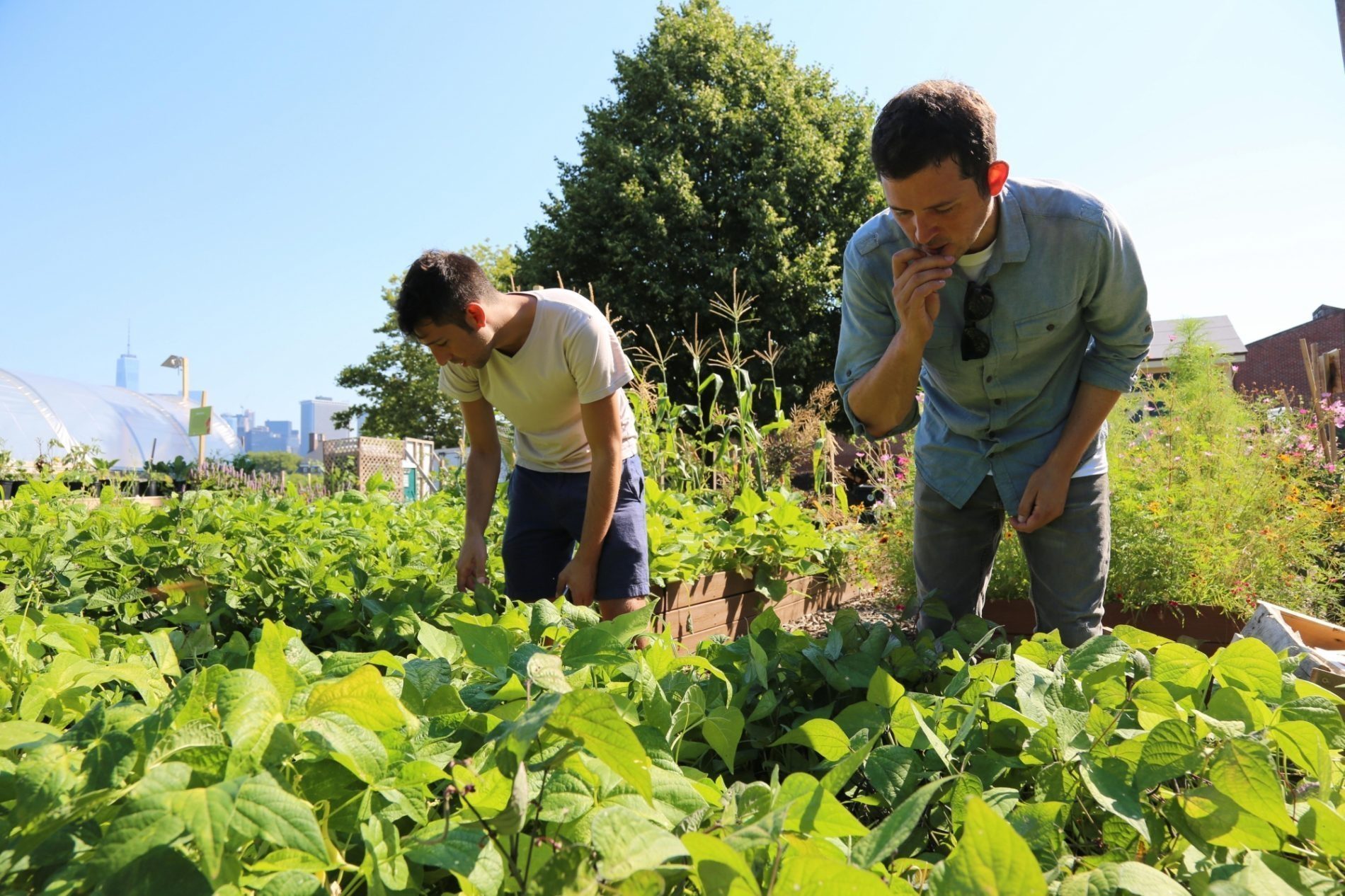 GrowNYC's Teaching Garden | Governors Island (en-US)